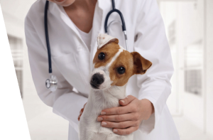 ANIMAL HEALTH - Allison Medical