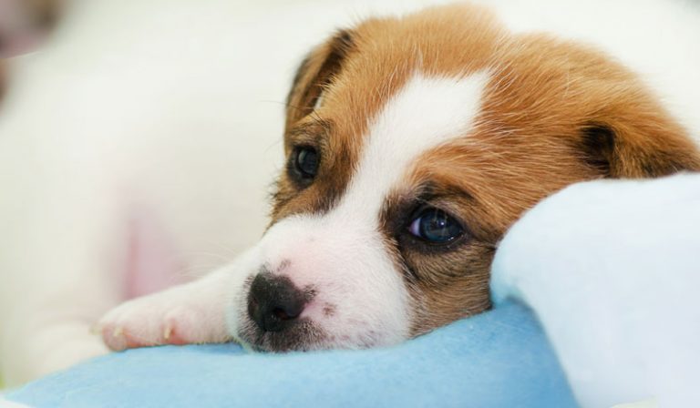 ANIMAL HEALTH - Allison Medical